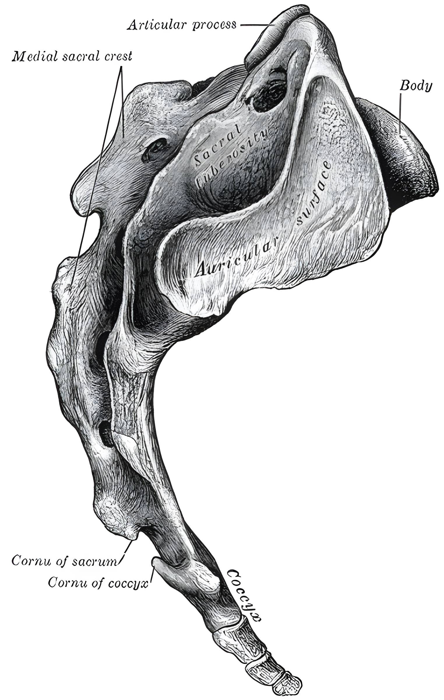 Os Sacrum Ars Neurochirurgica os-sacrum-ars-neurochirurgica